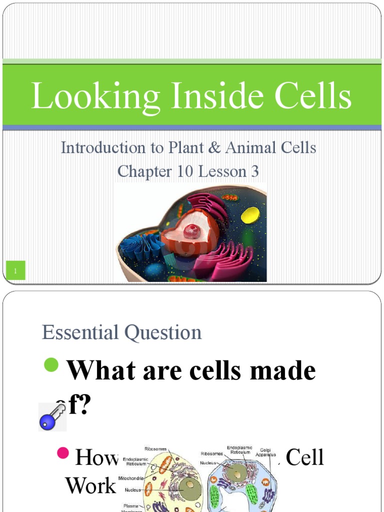 Looking Inside Cells: Introduction To Plant & Animal Cells Chapter 10 ...