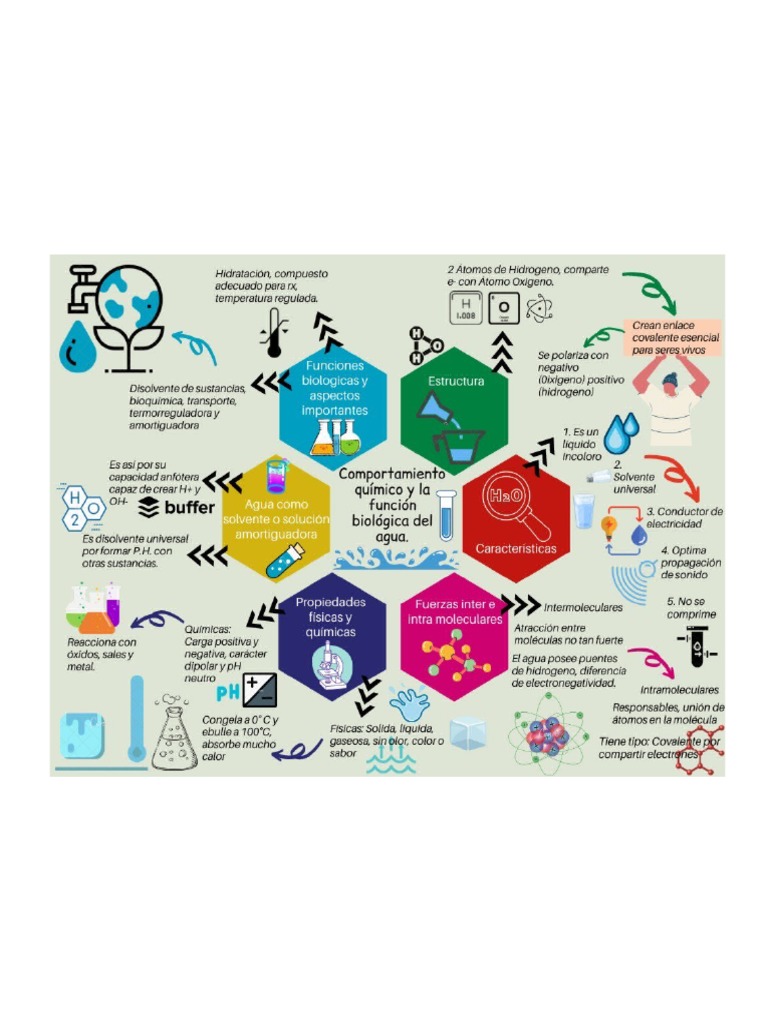 Mapa Mental Bioquímica | PDF