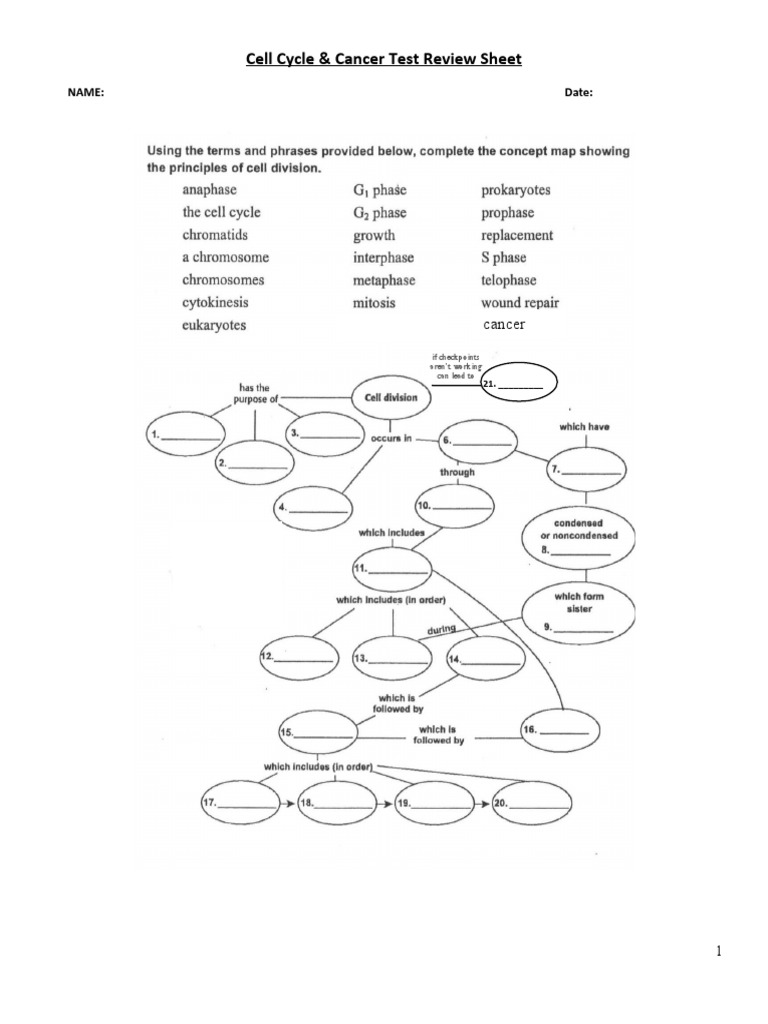 Cell Cycle & Cancer Test Review Sheet: Name: Date | PDF | Mitosis ...