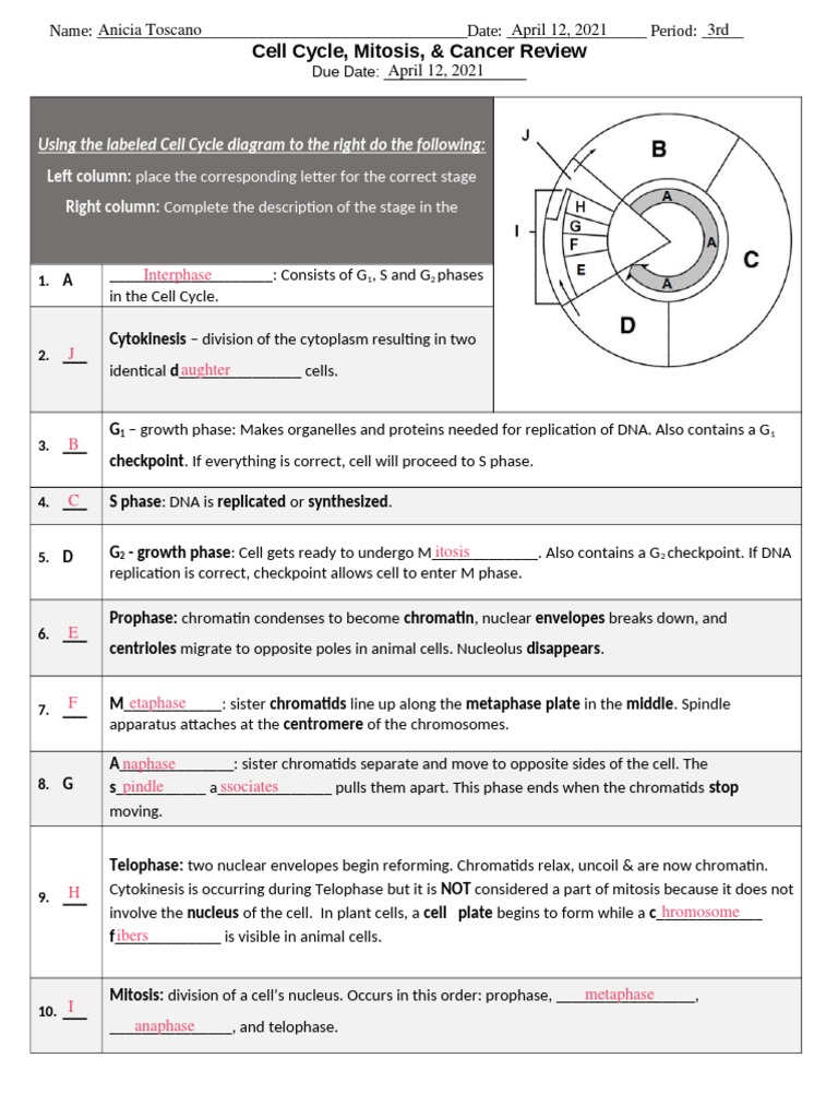 Mitosis Worksheet | PDF | Mitosis | Cell Cycle