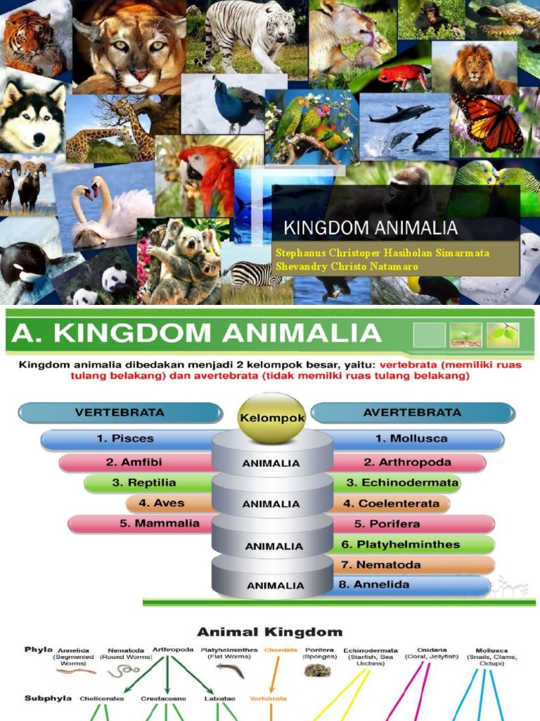 Klasifikasi Hewan dalam Animalia | PDF