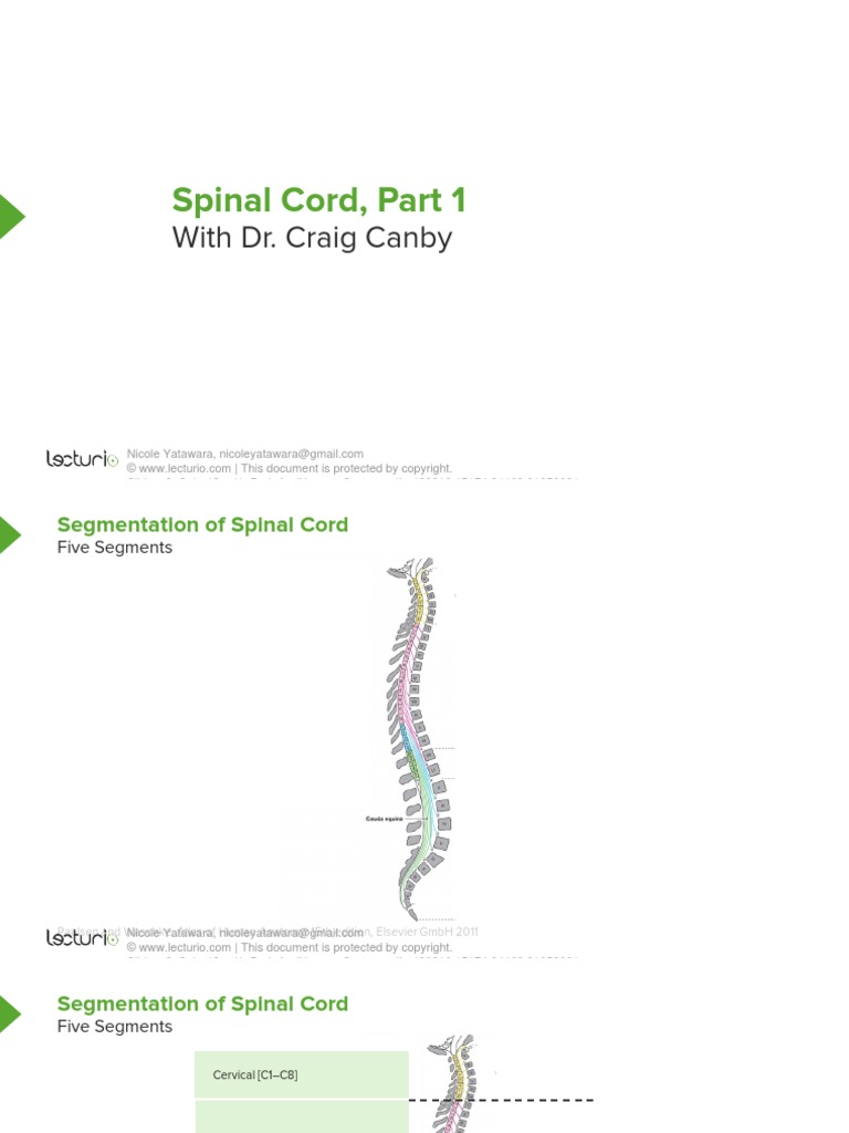 Slides 3 SpinalCord1 BrainAndNervousSystem | PDF | Spinal Cord ...