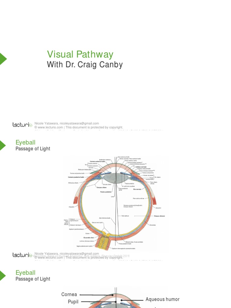 Visual Pathway: With Dr. Craig Canby | PDF | Visual System | Retina