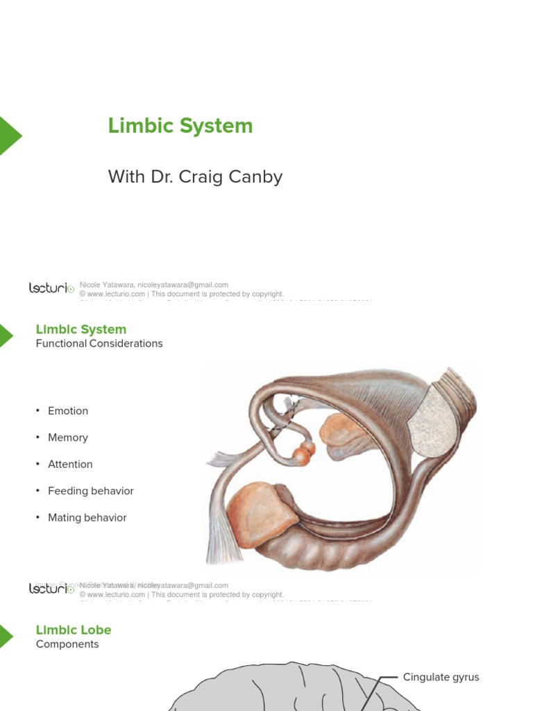 Limbic System: With Dr. Craig Canby | PDF | Hippocampus | Limbic System