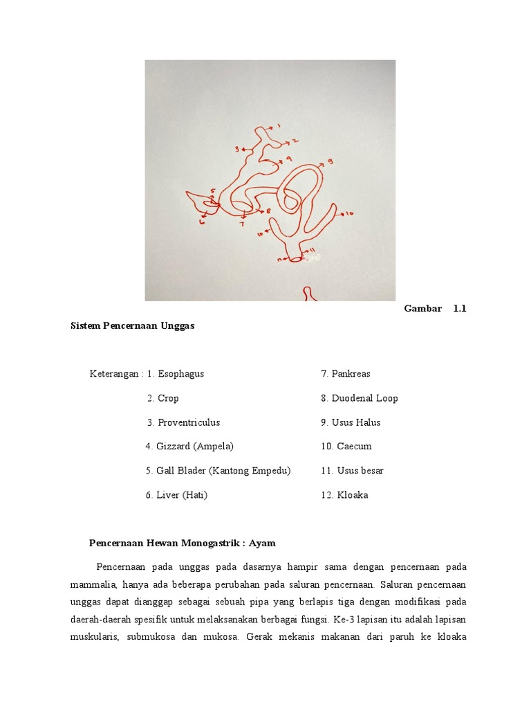 Sistem Pencernaan Ayam dan Fungsinya | PDF
