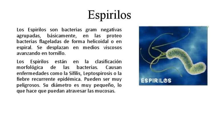 Espirilos | PDF | Ciencia y matemáticas