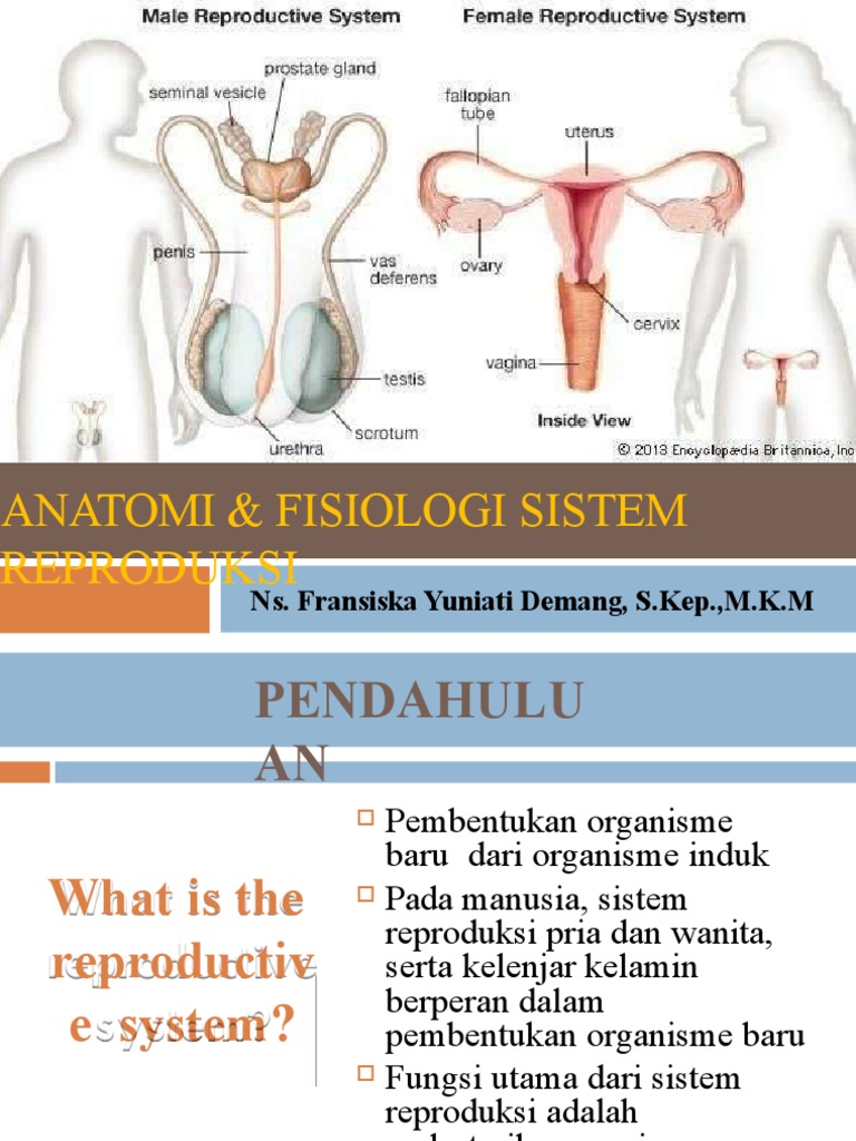 Anatomi Fisiologi Sistem Reproduksi | PDF