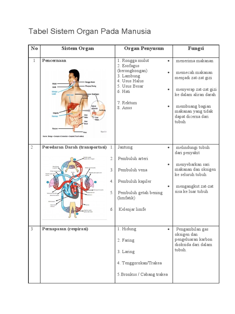 Tabel Sistem Organ Pada Manusia | PDF