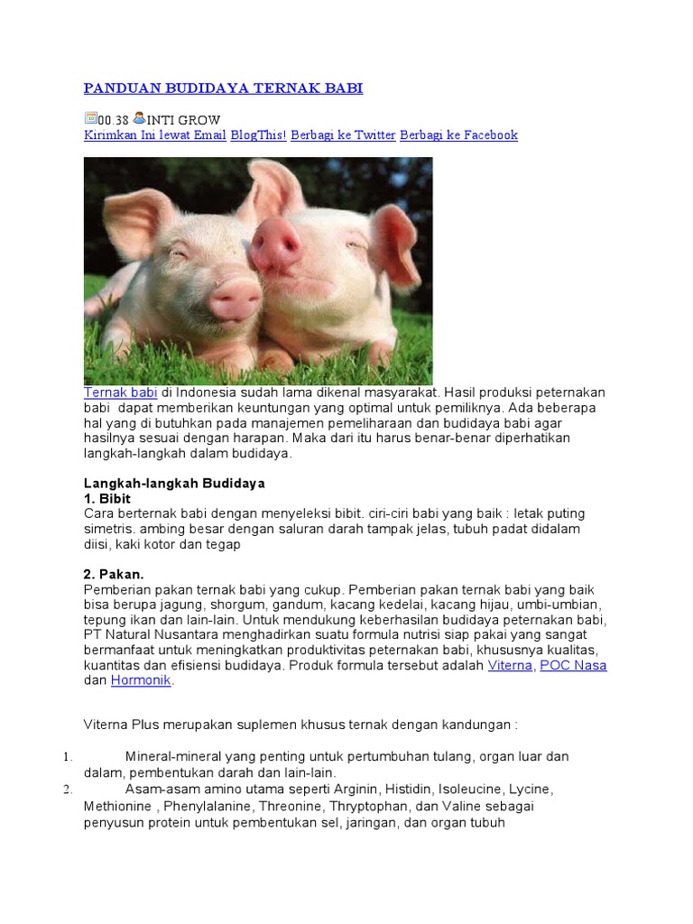 Panduan Budidaya Ternak Babi | PDF