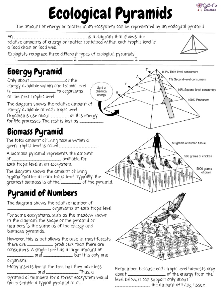 Pyramid Of Energy Worksheet