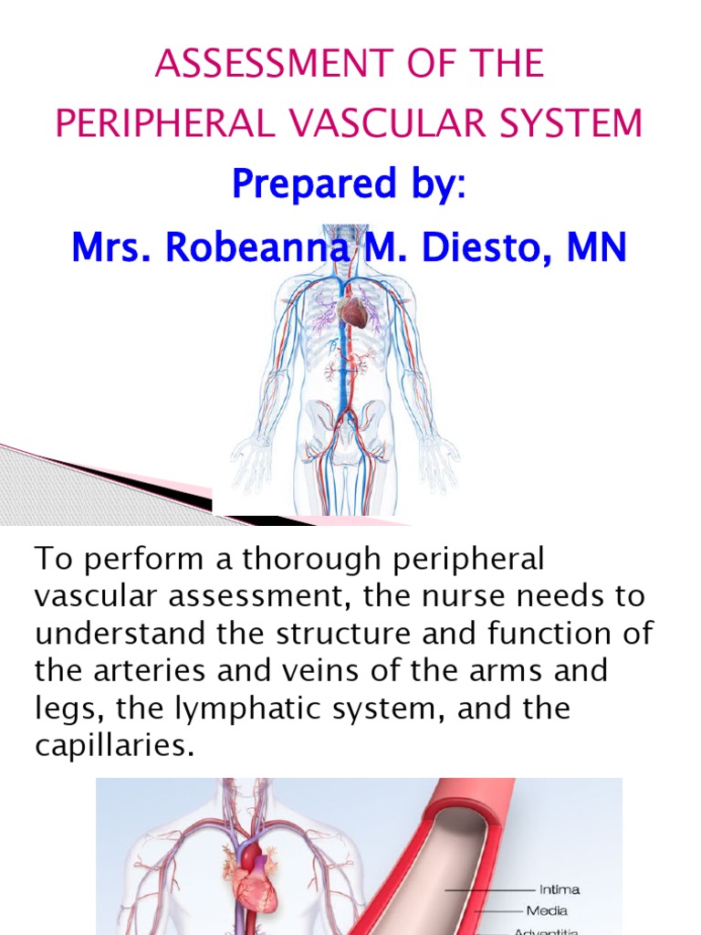 Assessment of The Peripheral Vascular System | PDF | Vein | Pulse