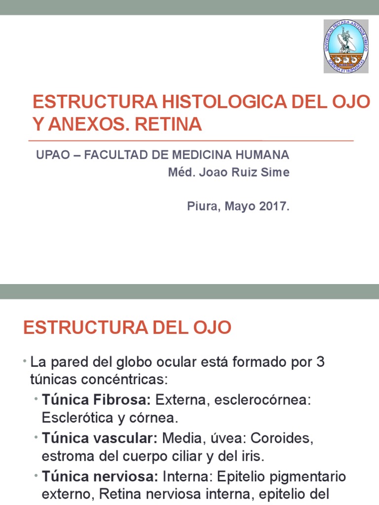 Estructura Histologica Del Ojo y Anexos | PDF | Córnea | Epitelio
