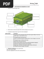 Leaf Structure Worksheet | PDF | Stoma | Leaf