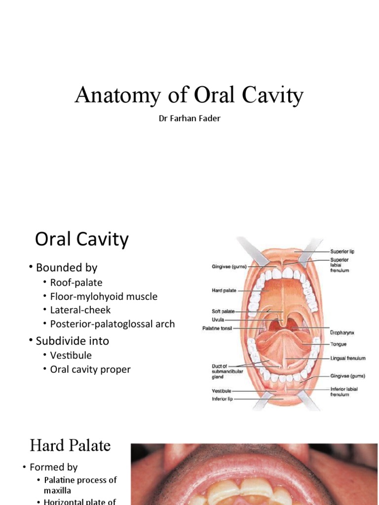 Anatomy of Oral Cavity: DR Farhan Fader | PDF | Tongue | Face