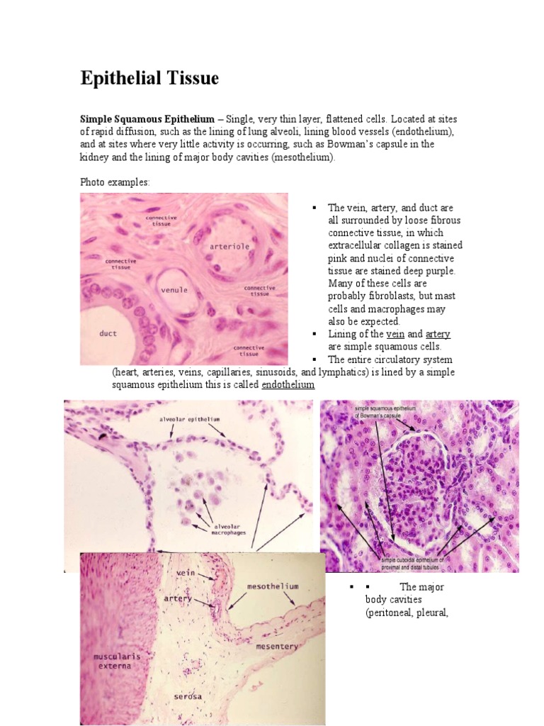 Epithelial Tissue Notes | PDF | Epithelium | Histology