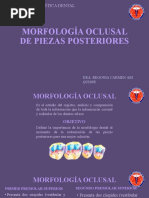 Oclusion Fosa Cuspide | PDF | Anatomia dental | Diente