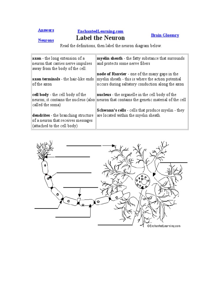 Label The Neuron: Answers Neurons Brain Glossary | PDF