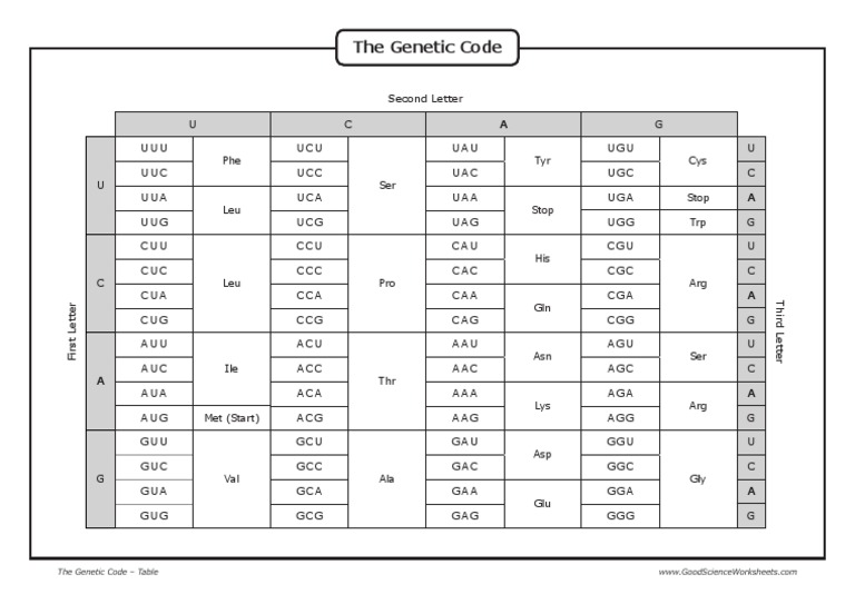 The Genetic Code - Table | PDF | Genetic Code | Organic Acids