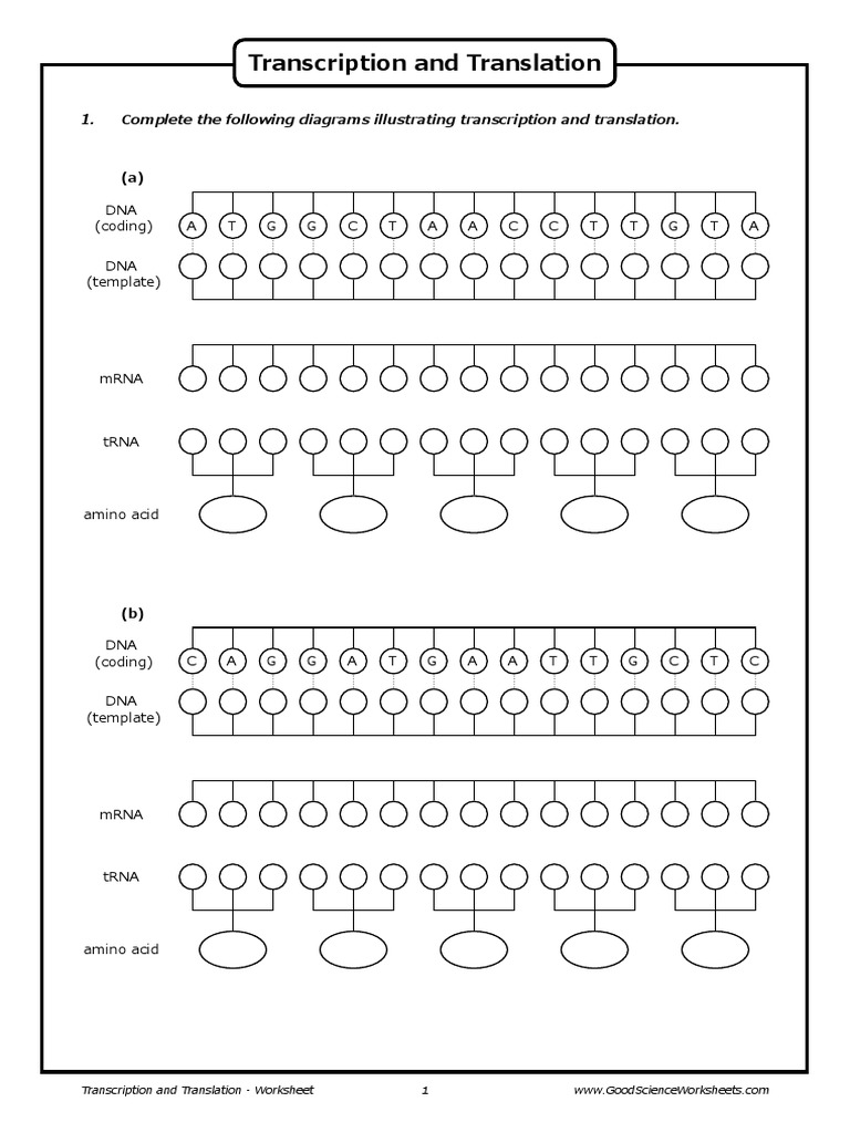 Transcription And Translation Diagram Worksheets