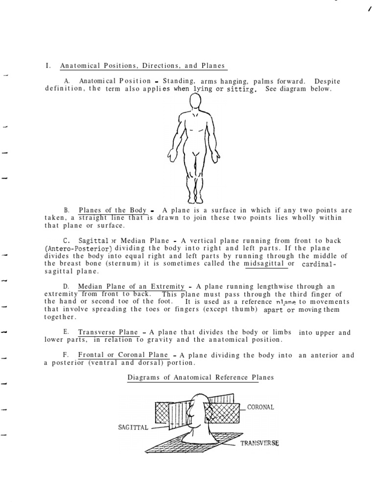 Anatomical Positions | PDF
