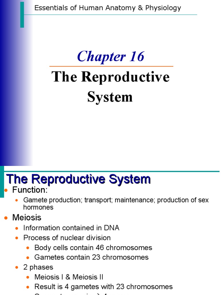 Reproductive System Notes - 2014-15 Draft | PDF | Ovary | Menstrual Cycle