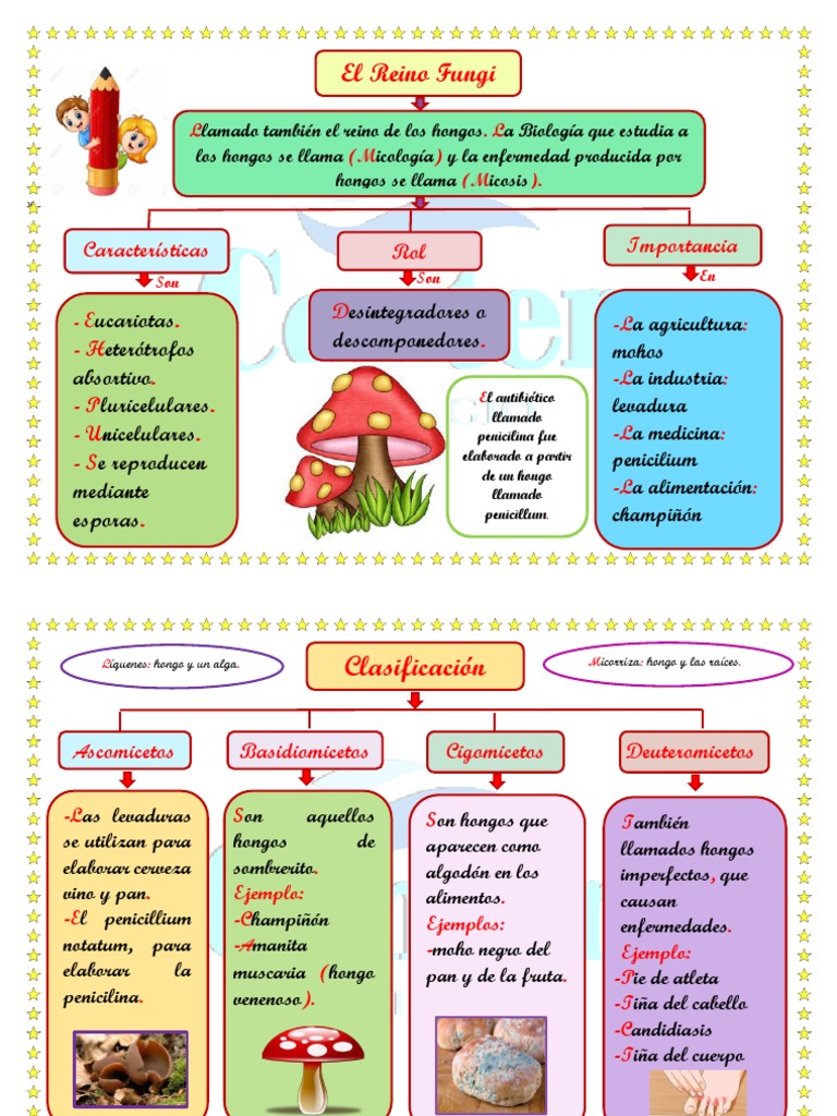 El Reino Fungi | PDF | Eucariotas | Hongo