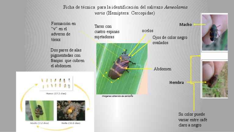 Ficha Tecnica Salivazo | PDF