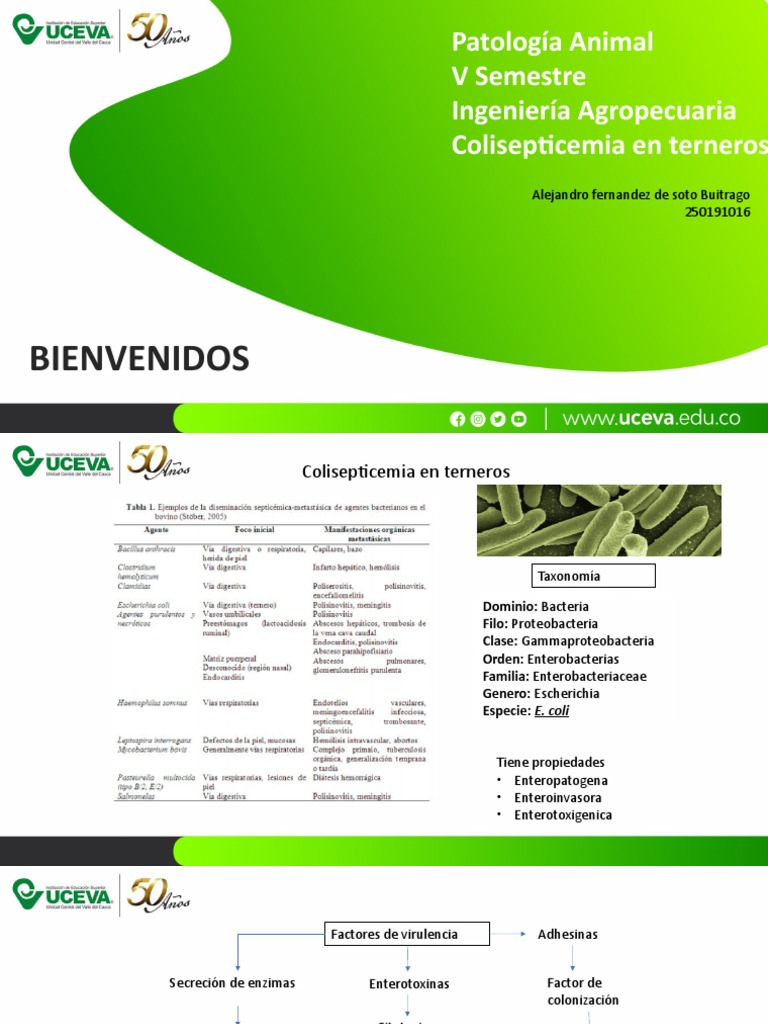 Colisepticemia Neonatal Bovina | PDF | Escherichia coli | Diarrea