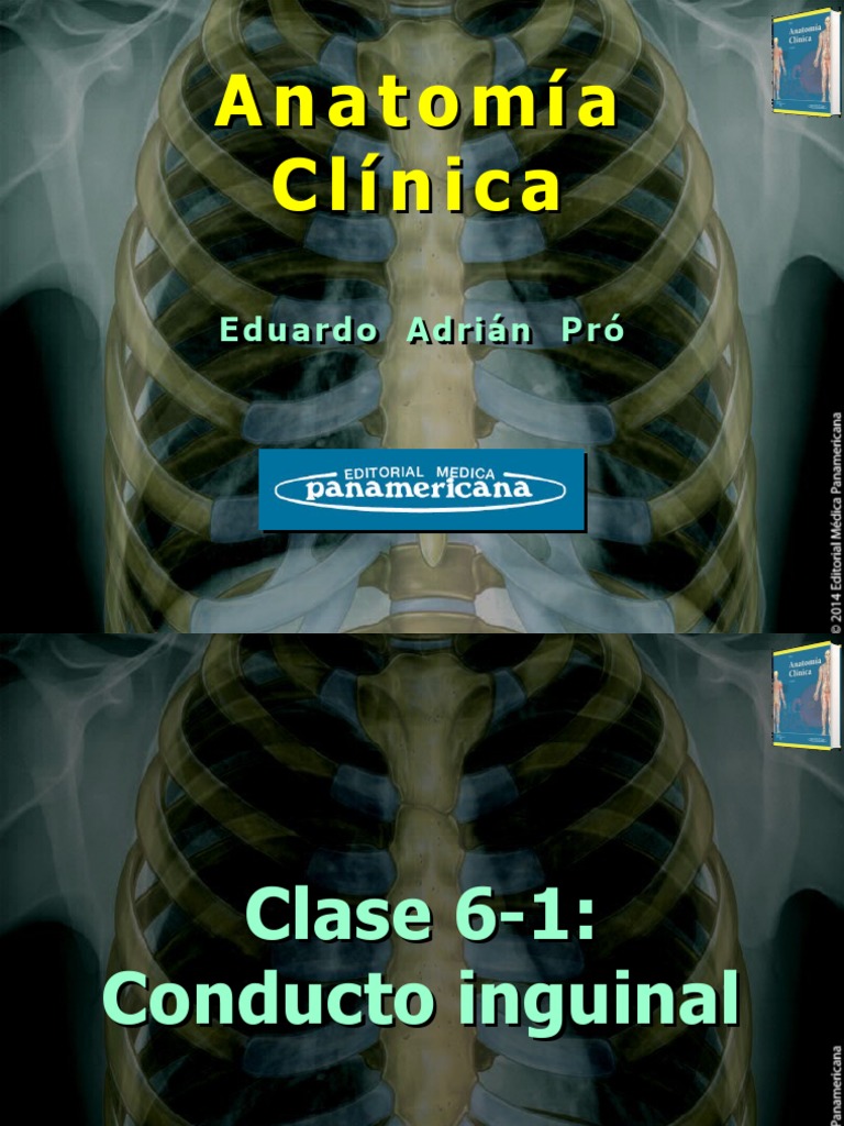 Anatomía del Conducto Inguinal | PDF | Piel | Histología