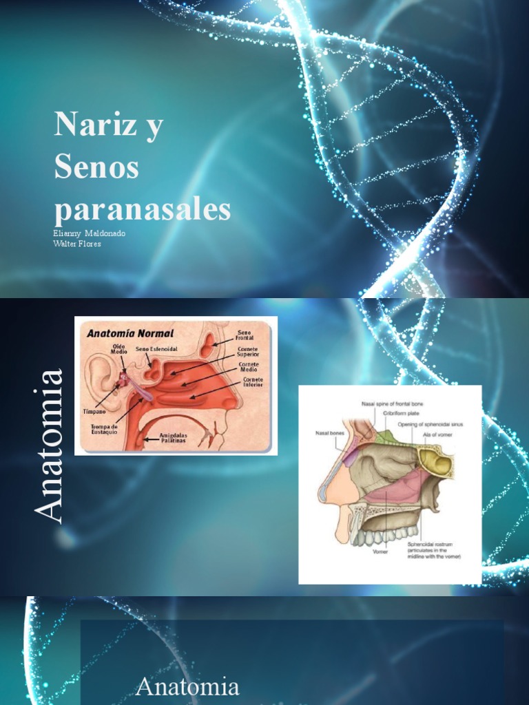Nariz y Senos Paranasales | PDF | Anatomía humana | Cabeza y cuello humanos
