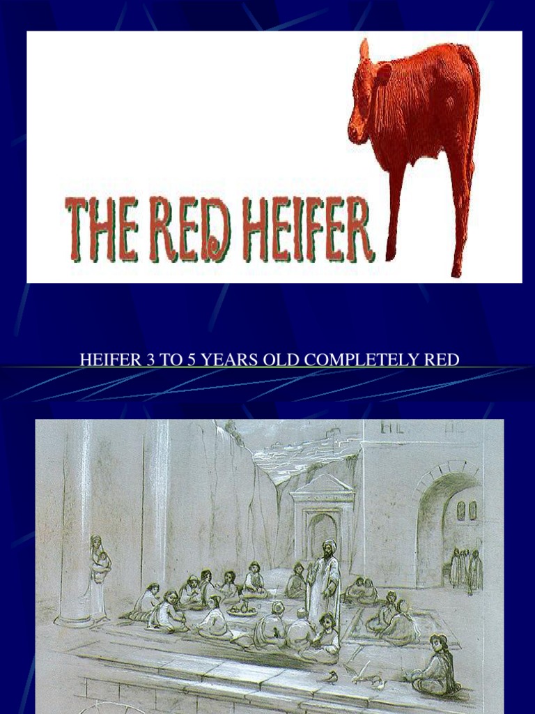Heifer 3 To 5 Years Old Completely Red | PDF | Book Of Leviticus | Abraham