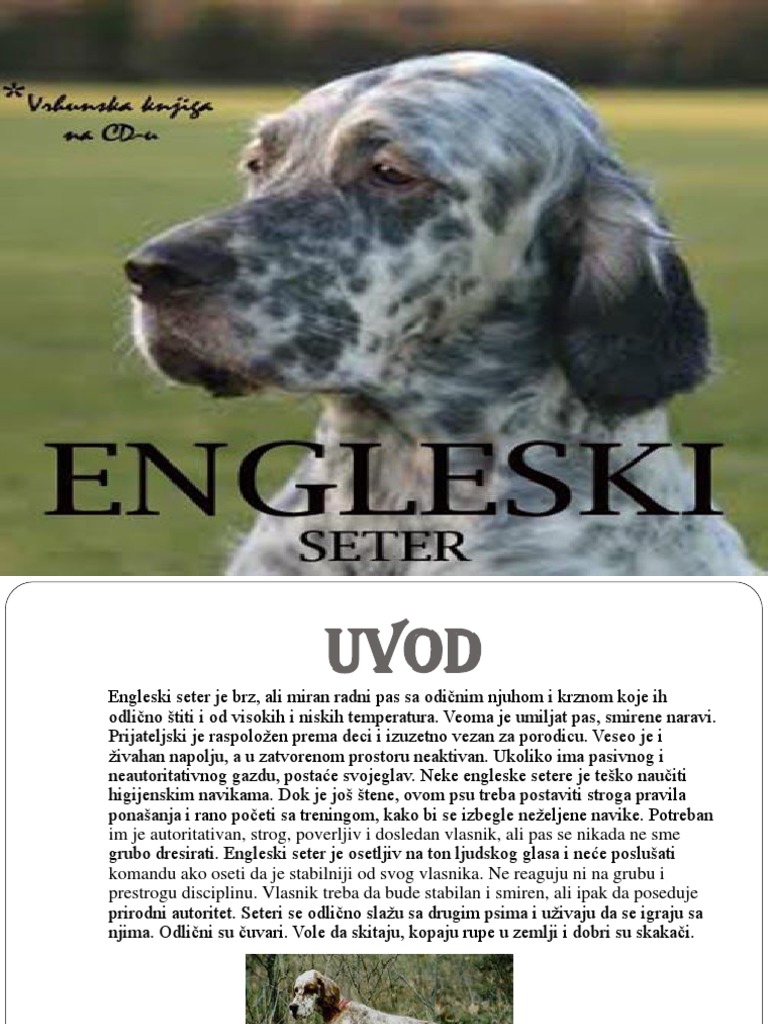 Engleski Seter | PDF
