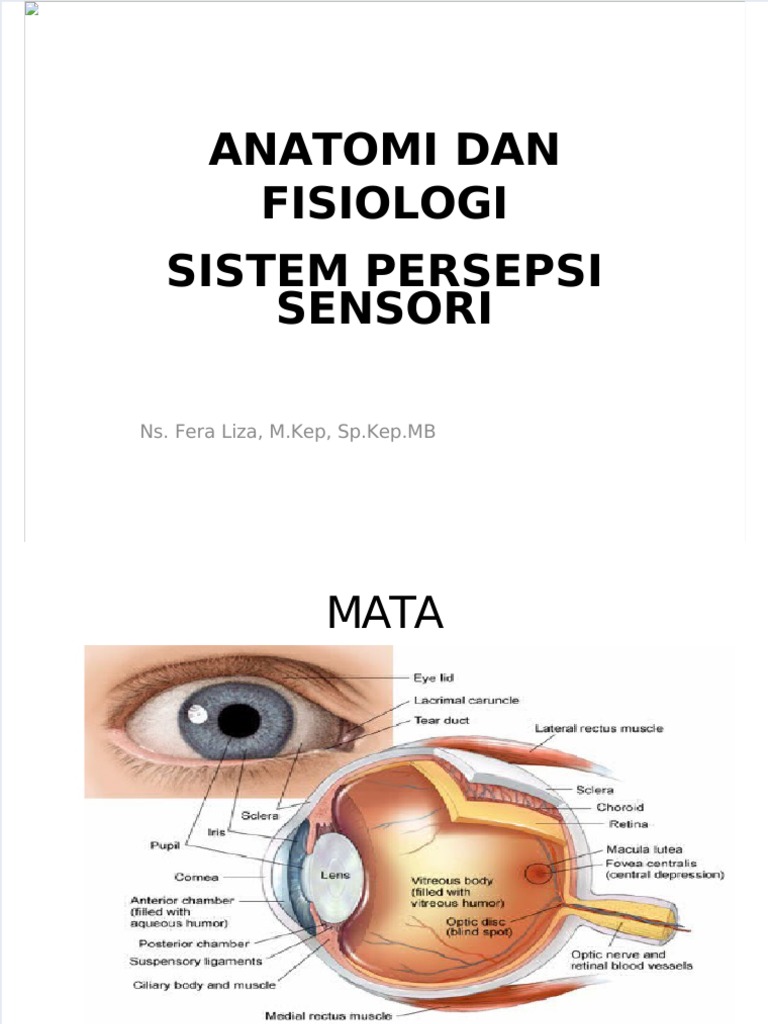 An Overview of Human Sensory Perception Systems: The Anatomy and ...