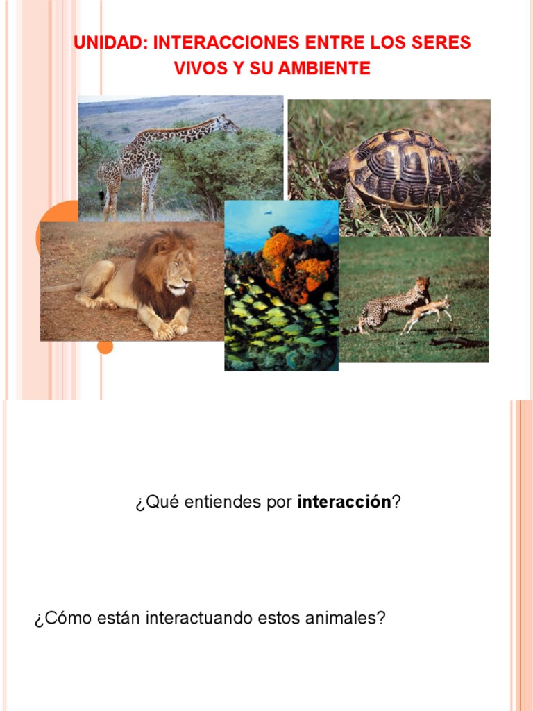 7° Interacciones de Los Seres Vivos | PDF | Parasitismo | Depredación