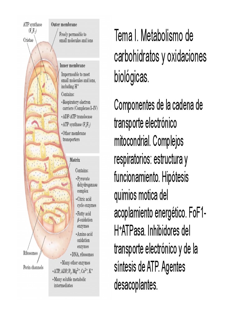 Cadena de Transporte Electrónico y Fosforilación Oxidativa-2020 | PDF | Trifosfato de adenosina ...