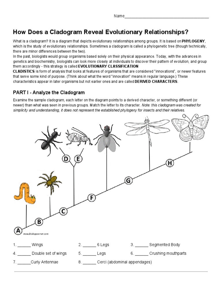 Cladogram | PDF | Nature