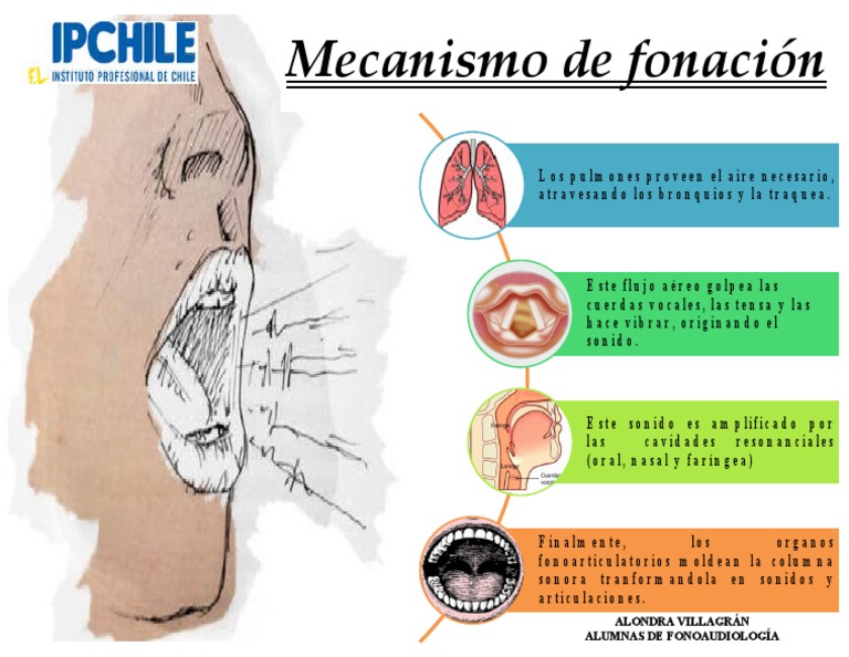 Mecanismo de Fonacion | PDF