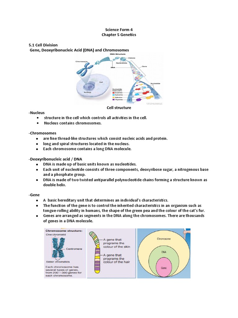 Genetics Form 4 Chapter 5 Guide | PDF | Meiosis | Chromosome