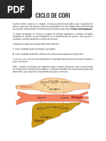 Ciclo de Cori: Metabolismo do Lactato | PDF
