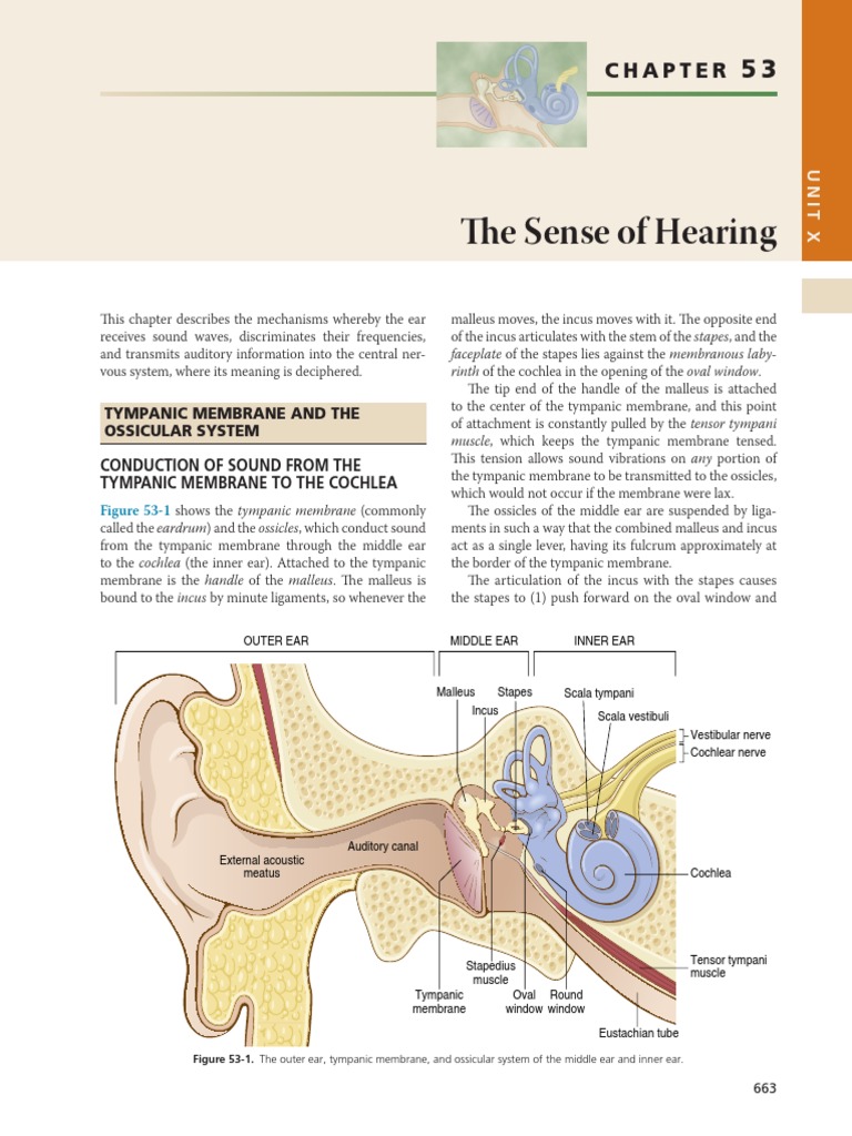 The Sense of Hearing | PDF | Ear | Auditory System