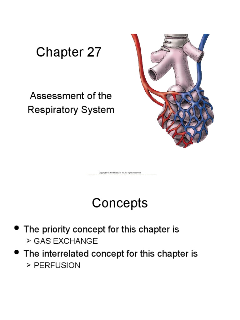 Assessment of Respiratory System | Download Free PDF | Respiratory ...