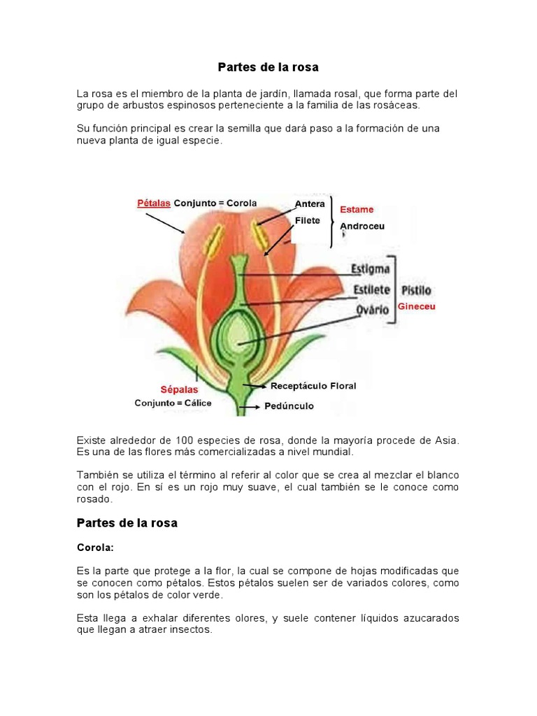 Partes de La Rosa | PDF | Plantas | Morfología Vegetal