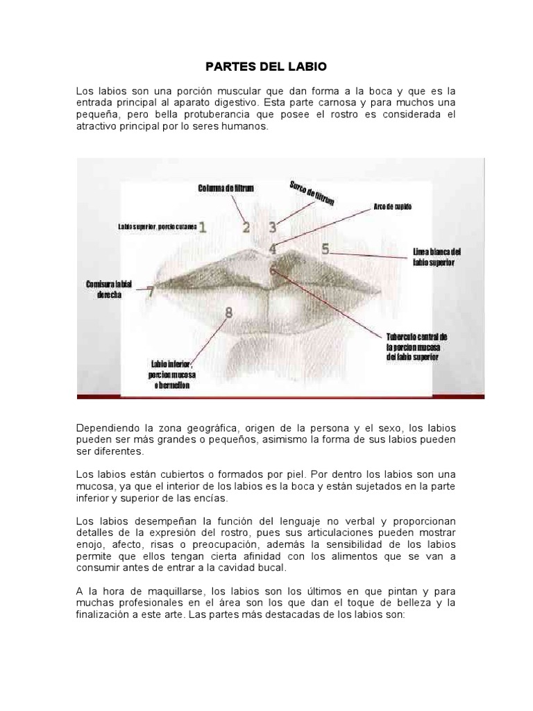 Partes Del Labio | PDF | Labio | Boca