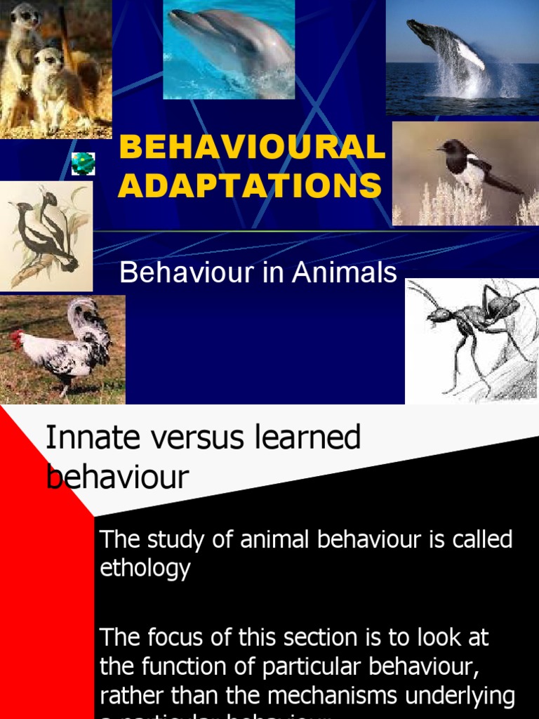 Animal Behavioral Adaptations Explained | PDF | Ethology | Classical ...