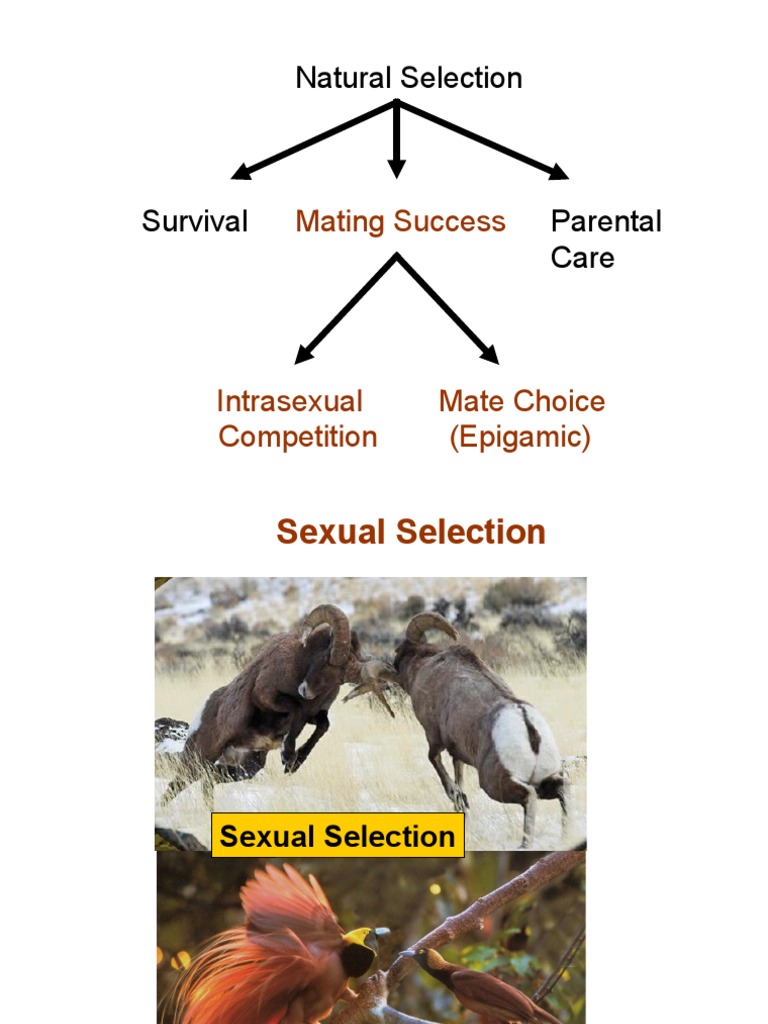 Theories of Sexual Selection Explained | PDF | Sexual Selection ...