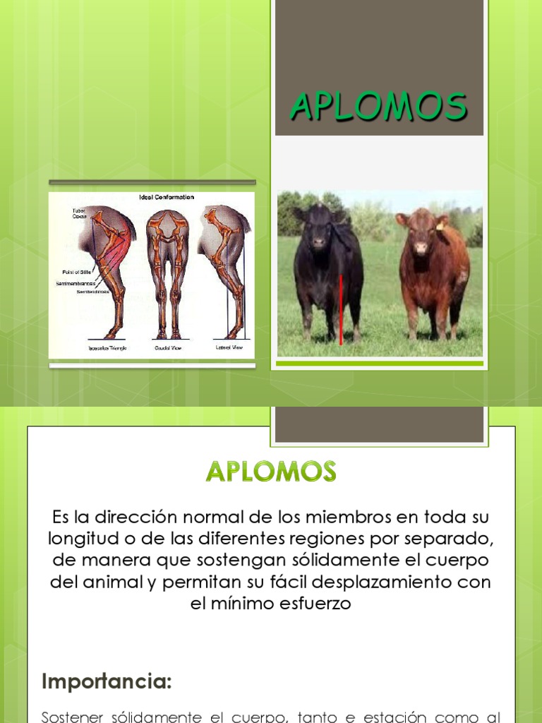APLOMOS | PDF | Rodilla | Vacas