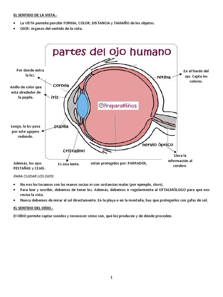 Examen sobre los sentidos en 3º primaria | PDF | Sabor | Ojo humano