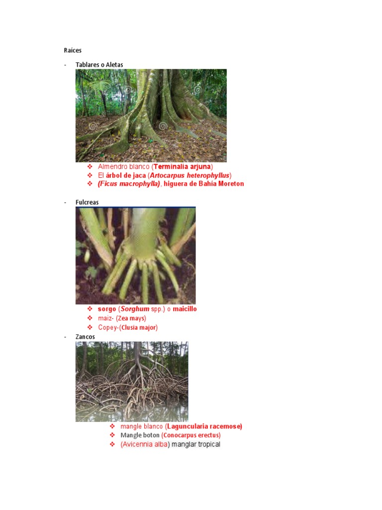 Dendrologia Dibujo | PDF | Flora | Plantas