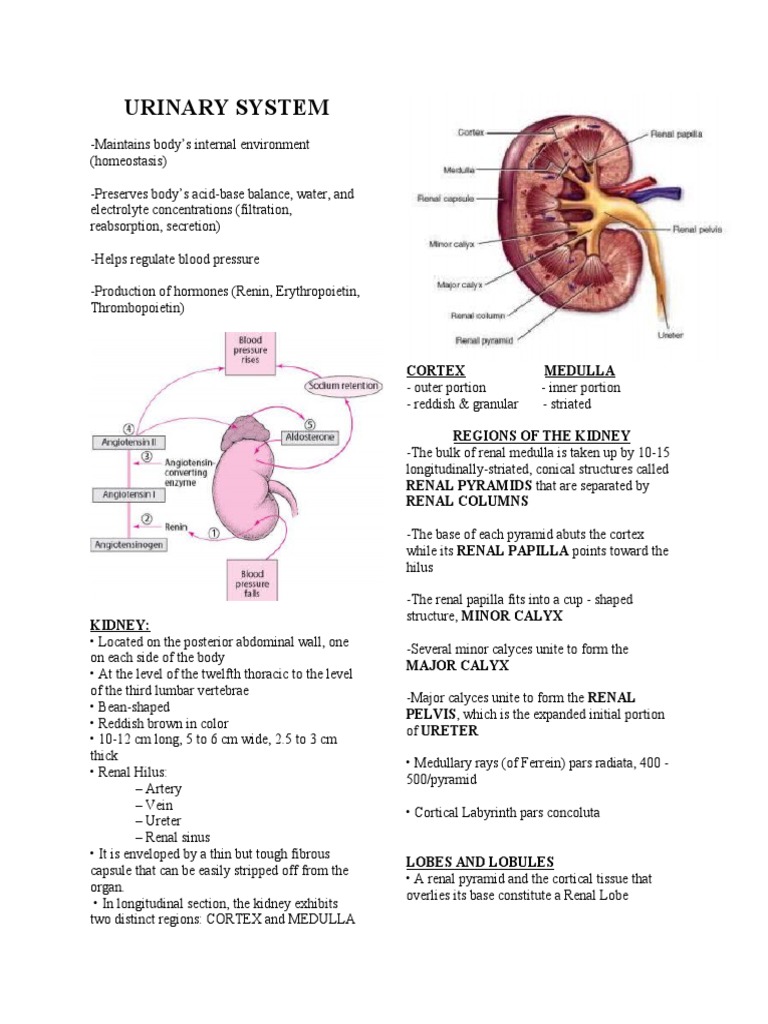 Urinary System: Cortex Medulla | PDF | Kidney | Abdomen