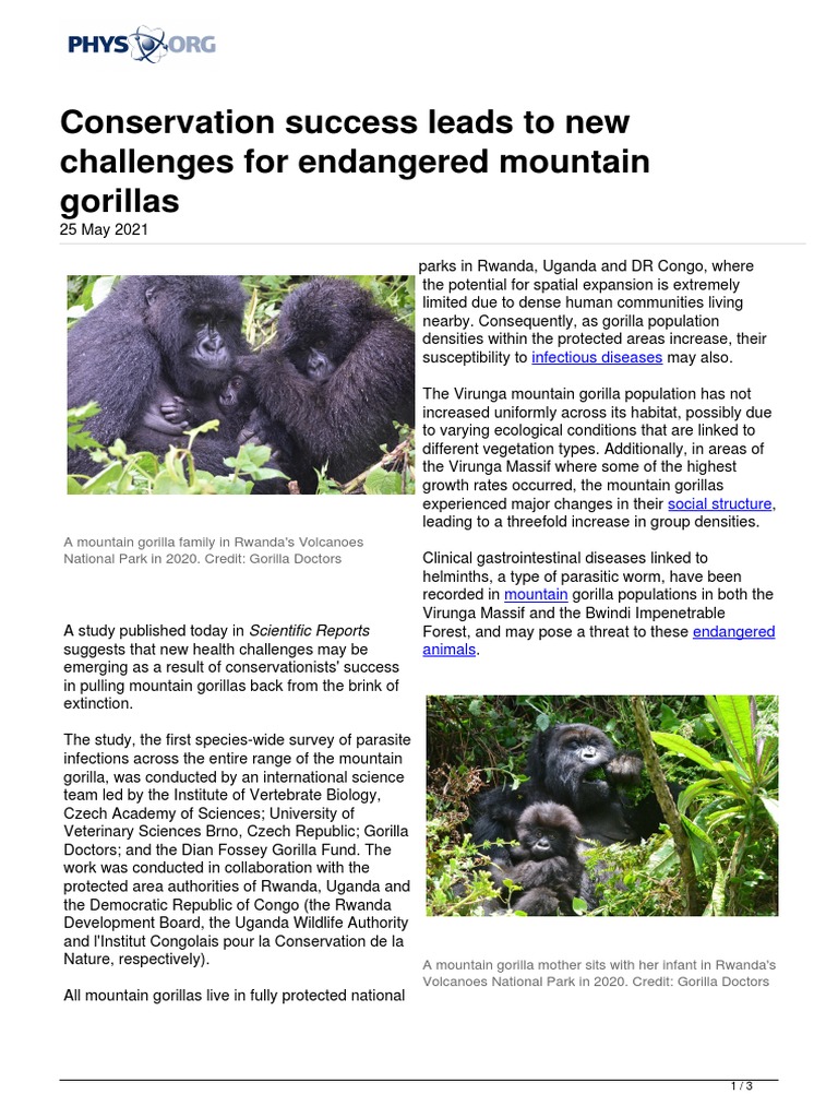 Conservation Success Leads To New Challenges For Endangered Mountain Gorillas | PDF | Gorilla ...